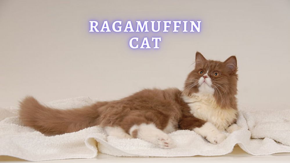Ragamuffin Cat Breed Profile: Appearance, Personality and General Care