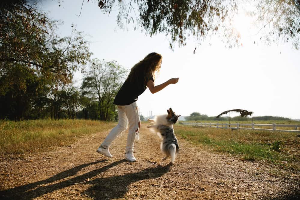 8 Ways To Improve Your Dog's Confidence