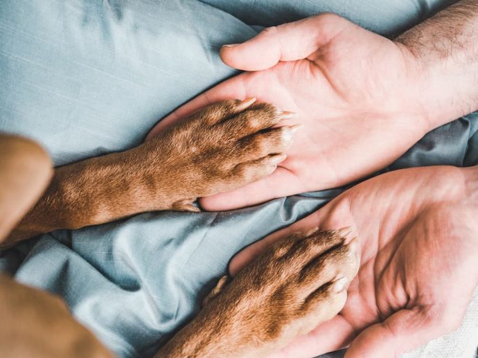 ᐉ My dog is Wobbly and off Balance: Reasoons Why Dog losing balance