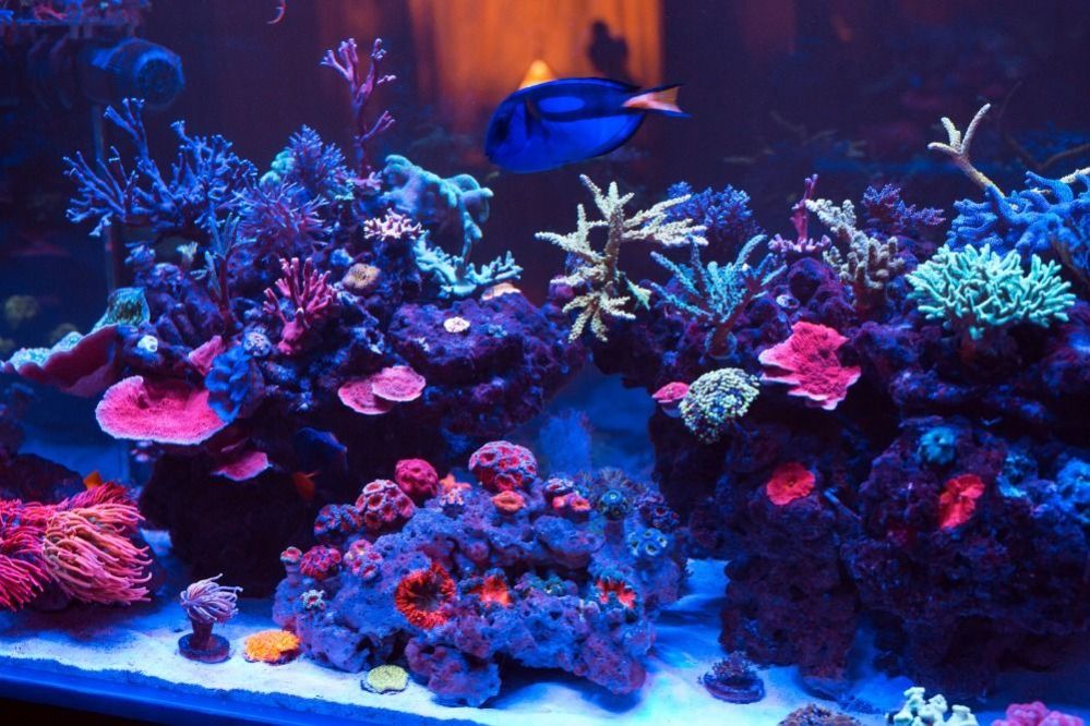Saltwater Refugiums: How to make a Refugium for Saltwater Aquarium