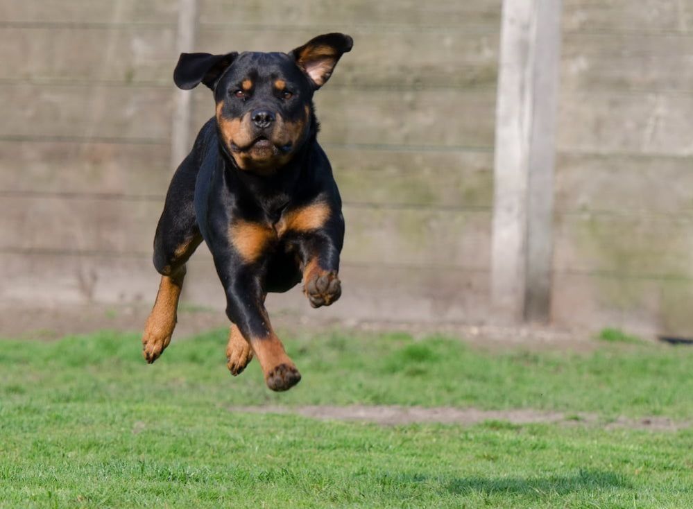 Doberman Rottweiler Mix: Appearance, Personality, Health and Care