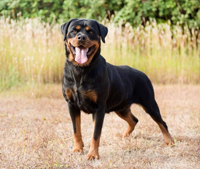 Rottweiler Dog Breed Information, Characteristics and Fun Facts