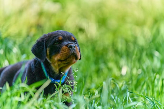 Rottweiler Dog Breed Information, Characteristics and Fun Facts