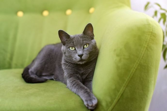 Gray Cat Breeds: 16 Gray Cat Breeds That Will Win Your Heart!