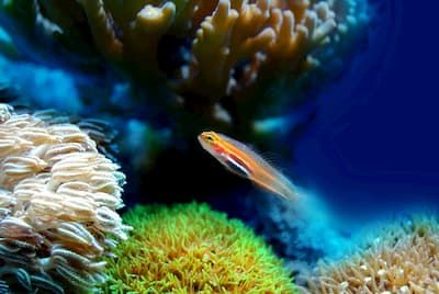 Saltwater Refugiums: How to make a Refugium for Saltwater Aquarium