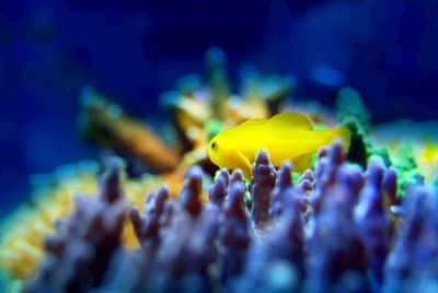 Saltwater Refugiums: How to make a Refugium for Saltwater Aquarium