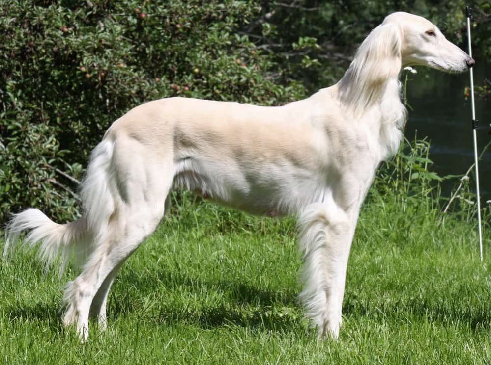 White Dog Breeds: 31 Dog Breeds With White Coat