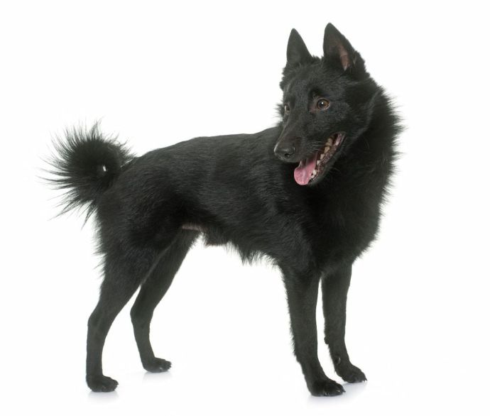 25 Black Dog Breeds: Small, Medium and Big Black Dog Breeds