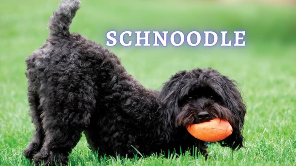 Schnoodle Dog: Temperament, Adoption, Lifespan, Puppies, Rescue