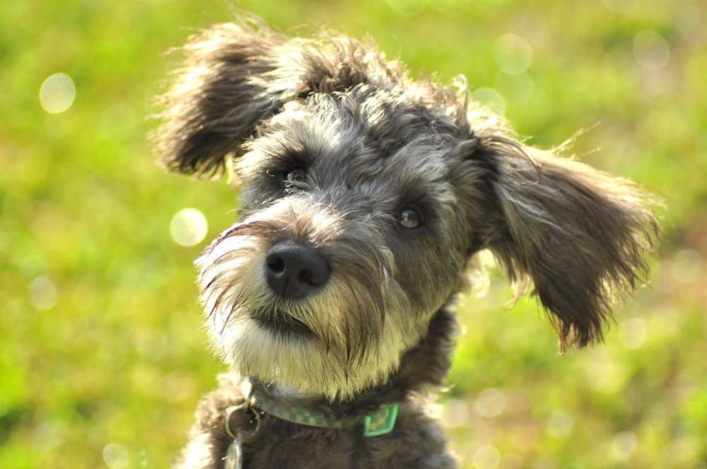 Schnoodle Dog: Temperament, Adoption, Lifespan, Puppies, Rescue