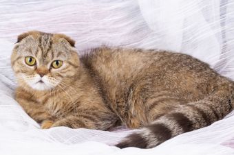 Scottish Fold: Personality, Lifespan and Temperament