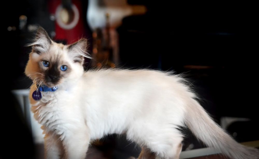 Balinese Cat Breed: All You Need to Know About Balinese Cats