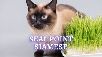 Gray Cat Breeds: 16 Gray Cat Breeds That Will Win Your Heart!