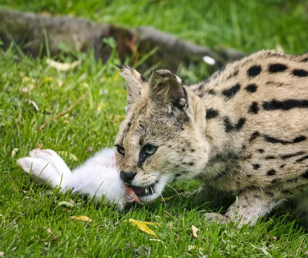 Serval: Are Serval Cats Good Pets?