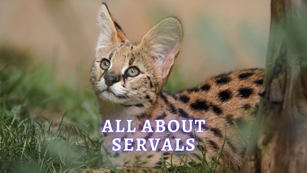 Serval: Are Serval Cats Good Pets?