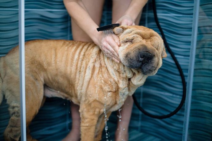 Chinese Dog Breeds: 18 Breeds Originated in China