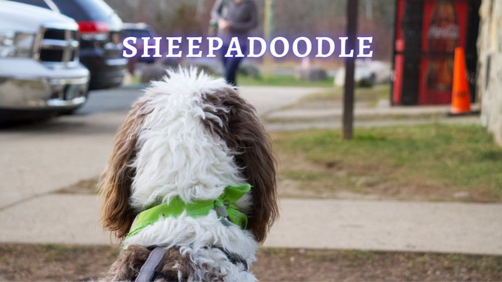 Sheepadoodle: Personality, Health and Care