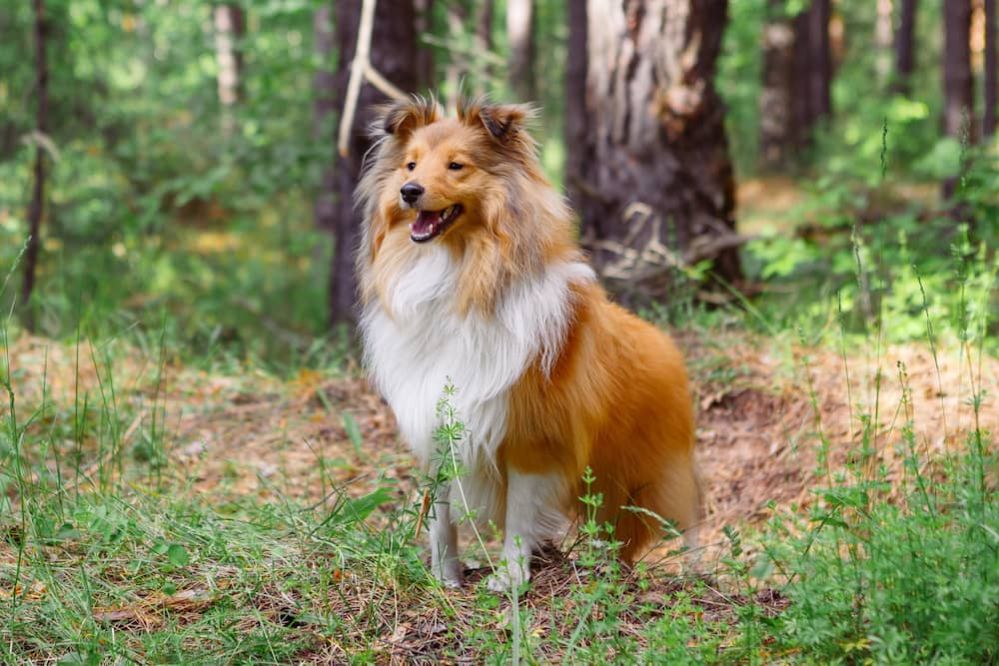 Smartest Dog Breeds: 10 Most Trainable and Intelligent Dogs