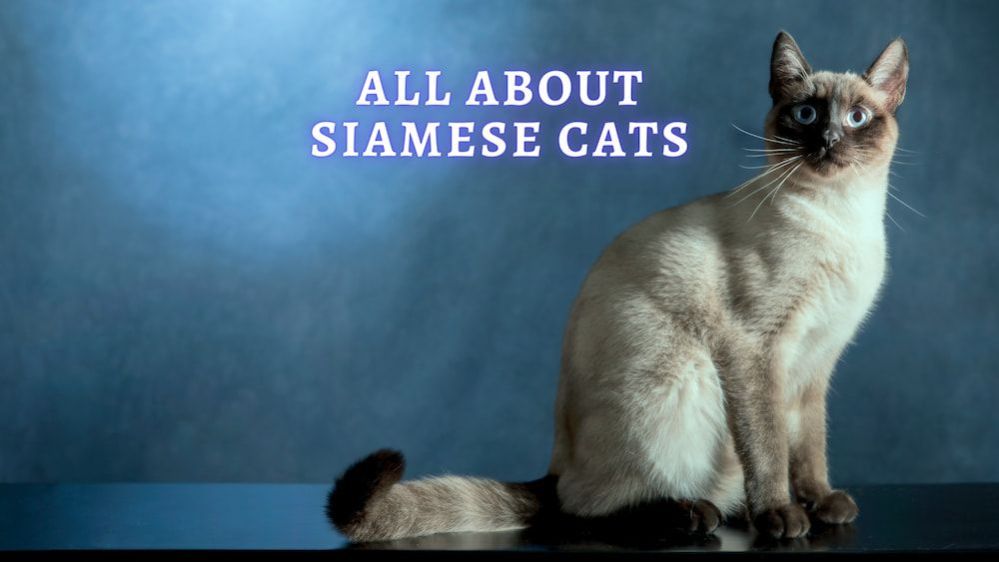 Siamese Cat Breed History, Price and Personality