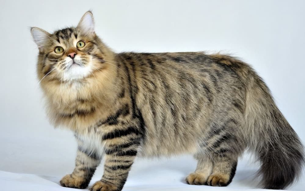 15 Most Expensive Cat Breeds: From the Most Popular to Most Exotic