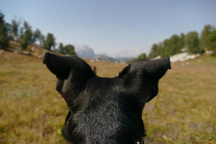 9 Reasons Why Do Dogs Put Their Ears Back?