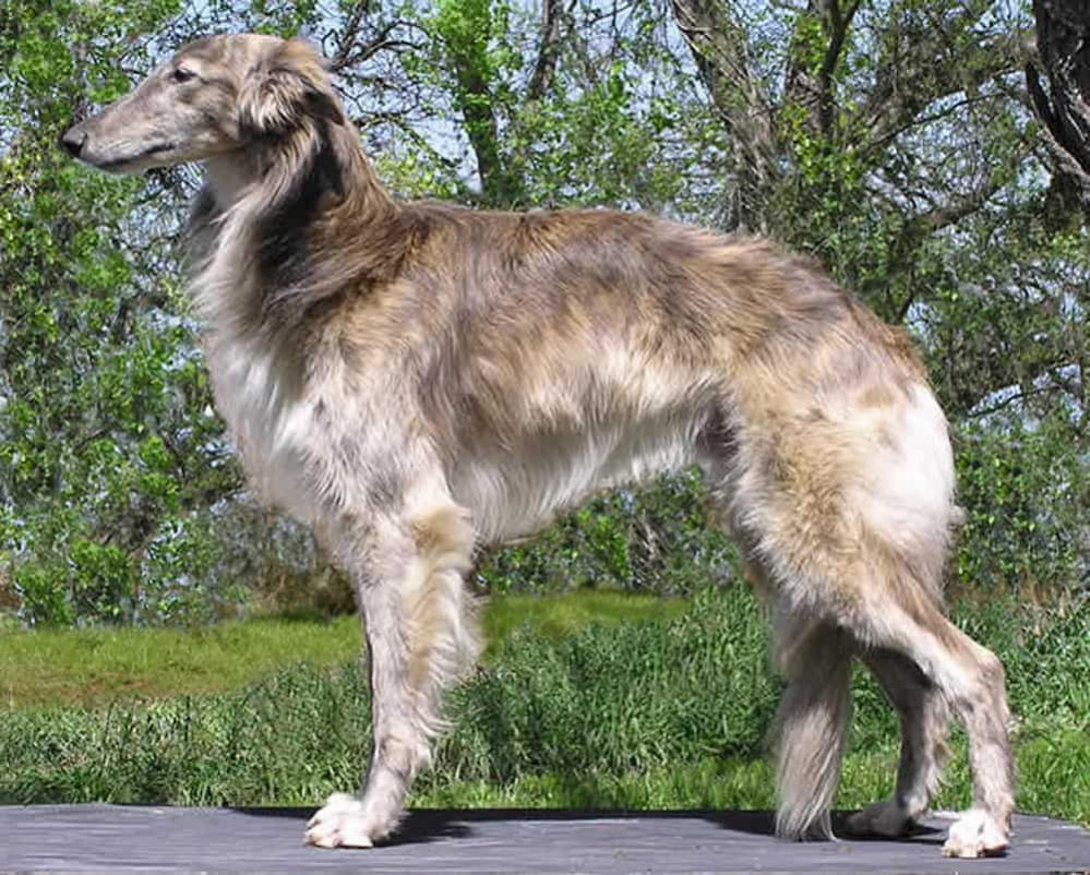 Silken Windhound Dog Breed Information - ThePets