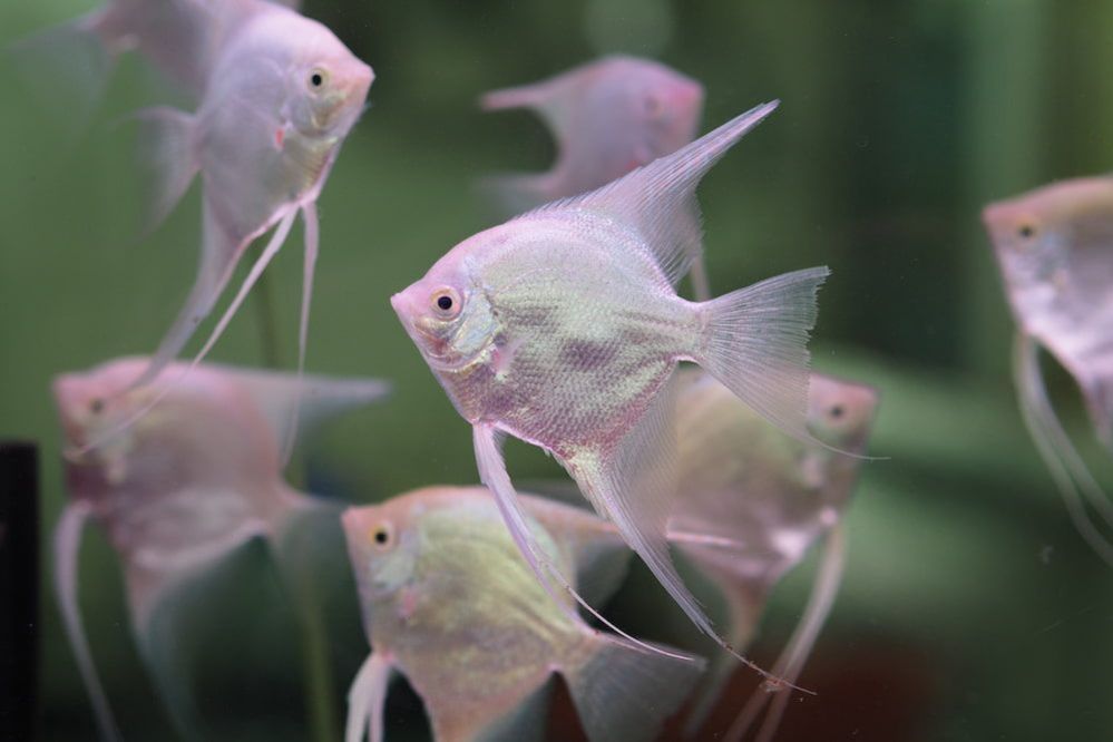 Types Of Angelfish: Angelfish Types You Should Know About - ThePets