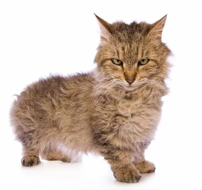 10 Cat Breeds With Short Legs (With Photos)
