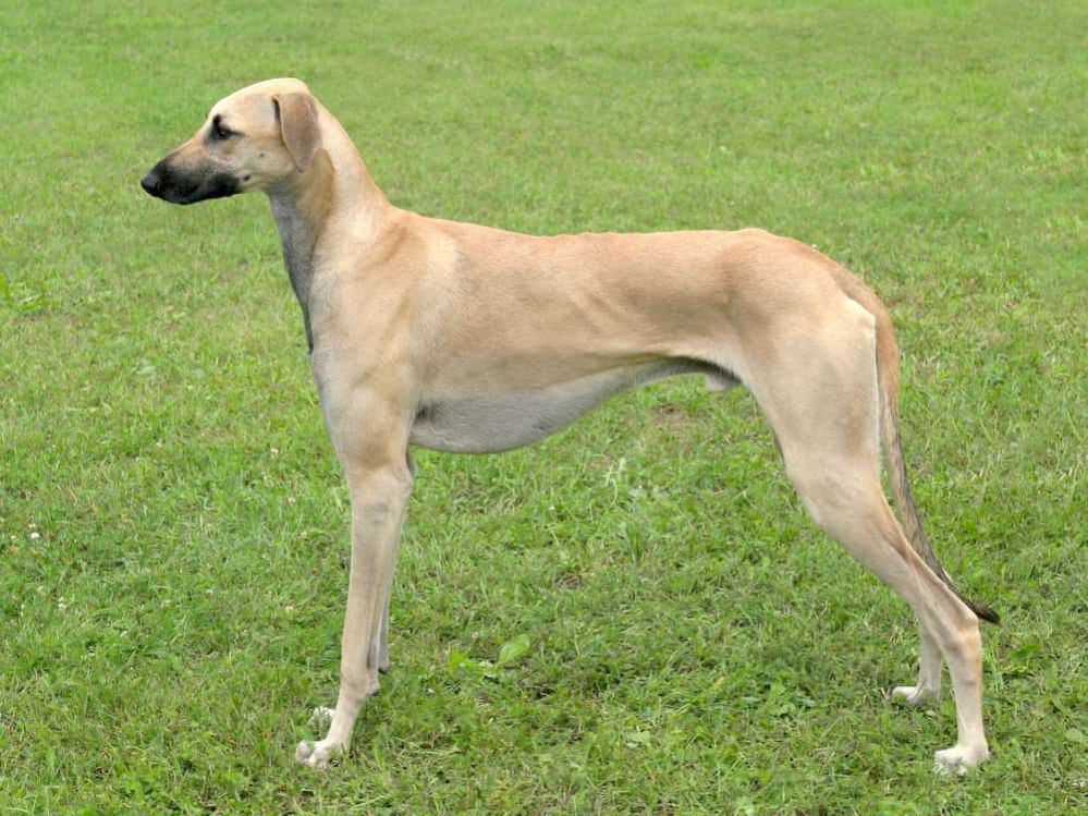 Rare Dog Breeds: 30 Rarest Dog Breed List of All Time