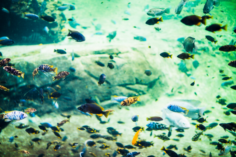 ≡ Smallest Fish Aquarium: What are the Best Fish for Small Fish Tank?