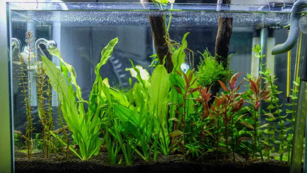 ≡ Smallest Fish Aquarium: What are the Best Fish for Small Fish Tank?