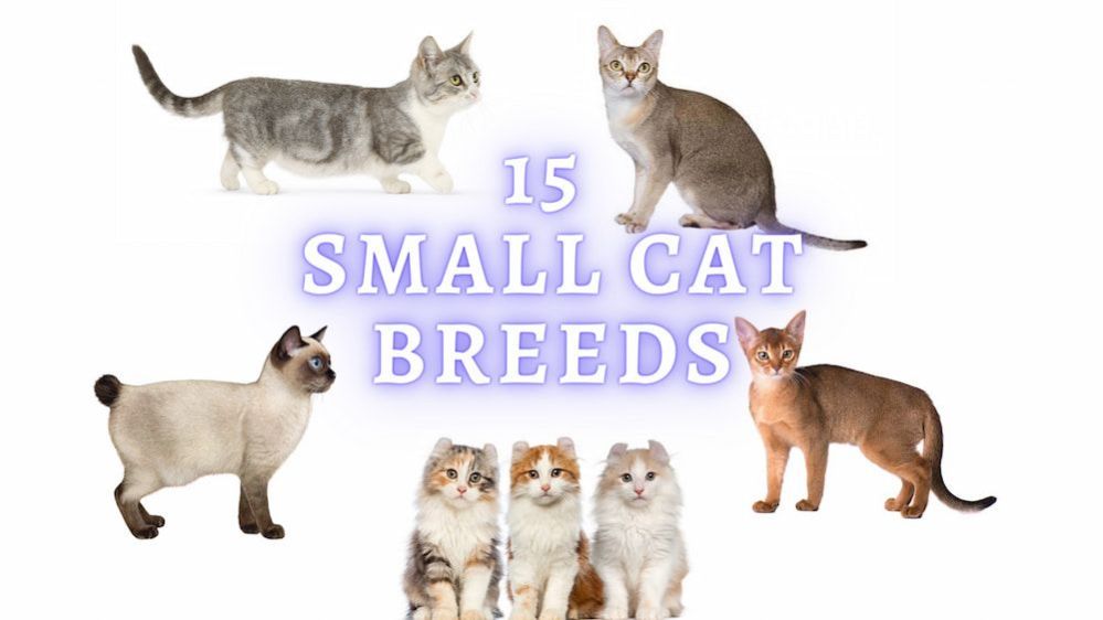 ≡ Small Cat Breeds: TOP-15 Smallest Cat Breeds You Can Own