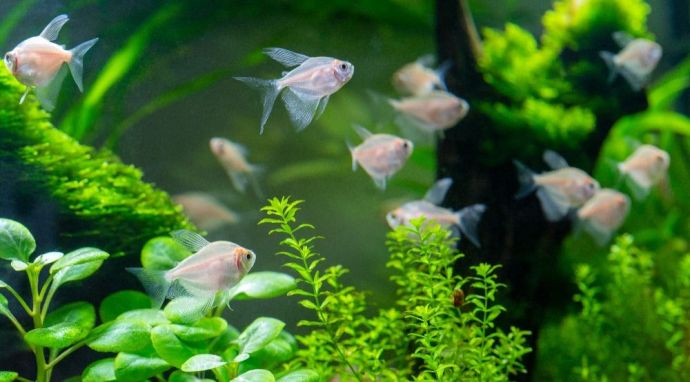 ≡ Smallest Fish Aquarium: What are the Best Fish for Small Fish Tank?