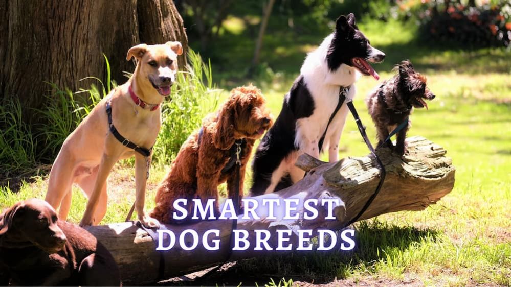 Smartest Dog Breeds: 10 Most Trainable and Intelligent Dogs