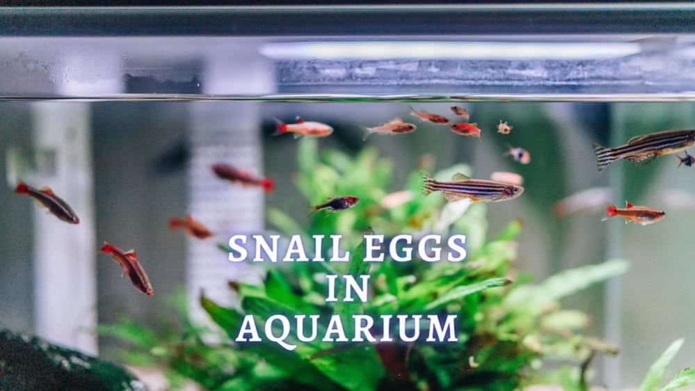 Snails Eggs: What To Do With Snail Eggs?