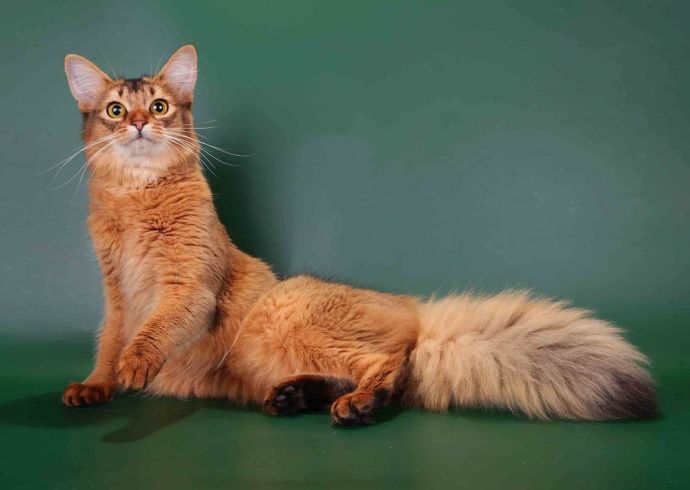 Orange Cat Breeds: TOP-17 Cat Breeds with Orange Coat Color