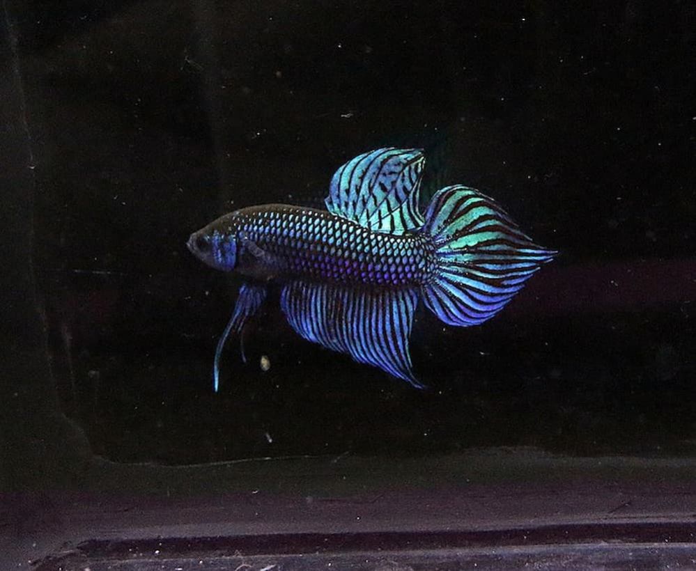 Betta Fish Types: Colors, Tails & Patterns - ThePets