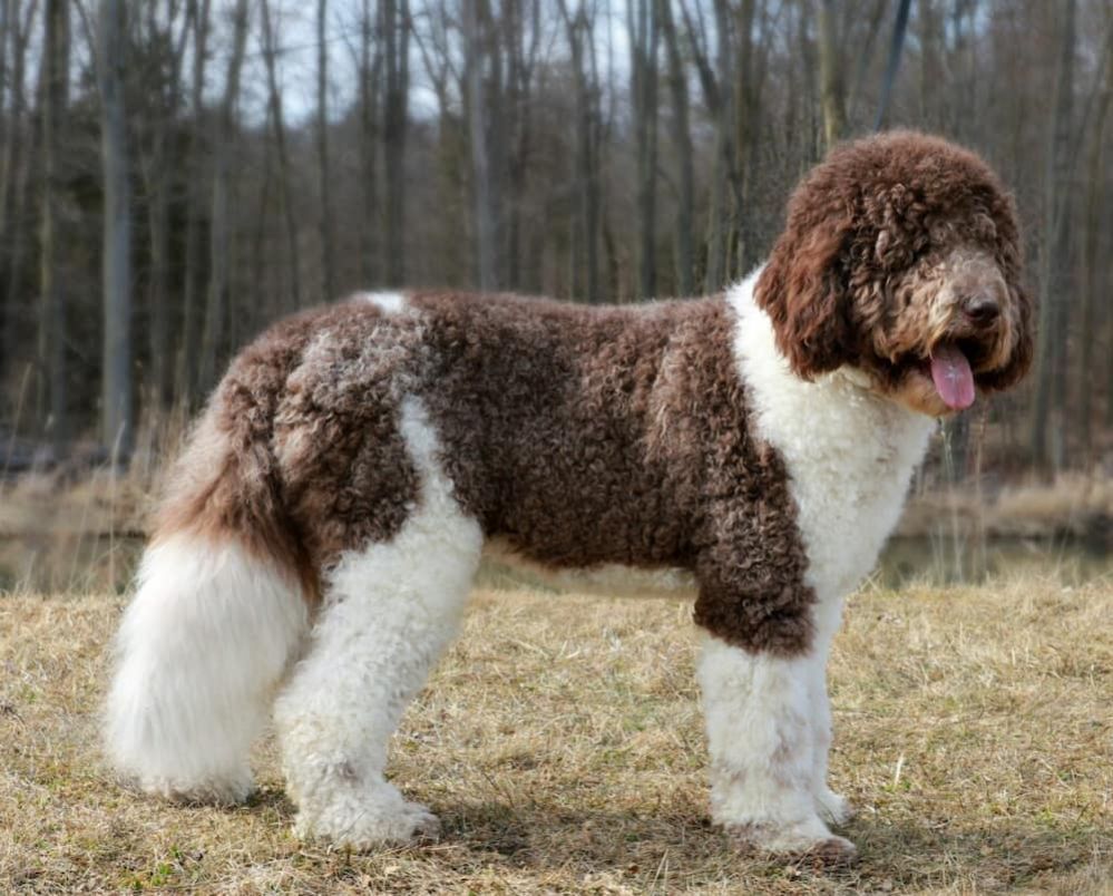 Saint Berdoodle Health, Personality and Care