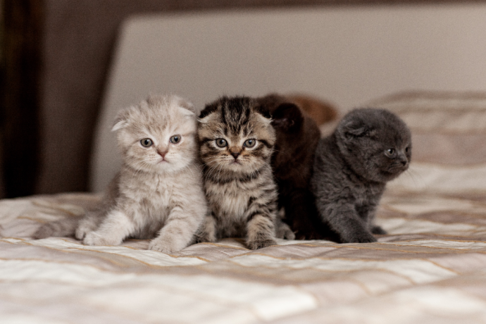 ᐉ Signs Cat Going into Labor: How to Tell If Cat Is In Labor?