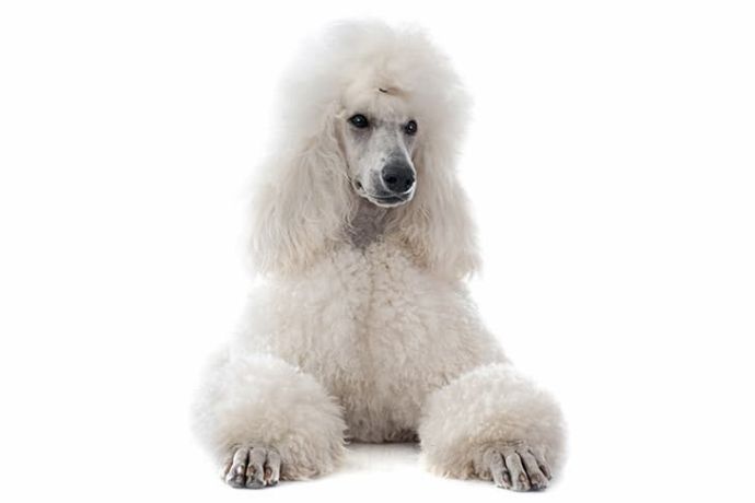 White Dog Breeds: 31 Dog Breeds With White Coat