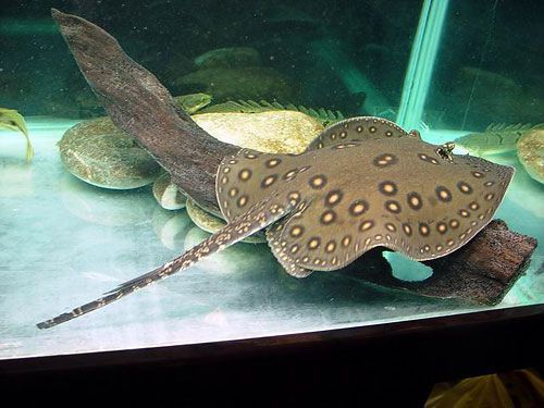 ᐉ Exotic Freshwater Fish: Types of Most Exotic Freshwater Aquarium Fish