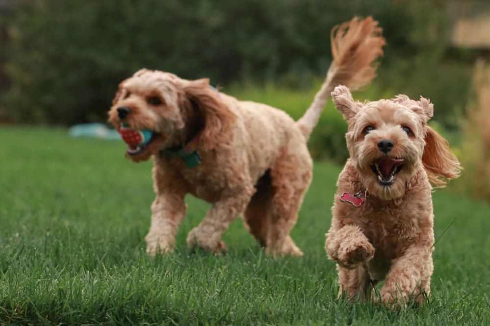 ᐉ Possessive Aggression in Dogs: How to stop Dog Toy Aggression