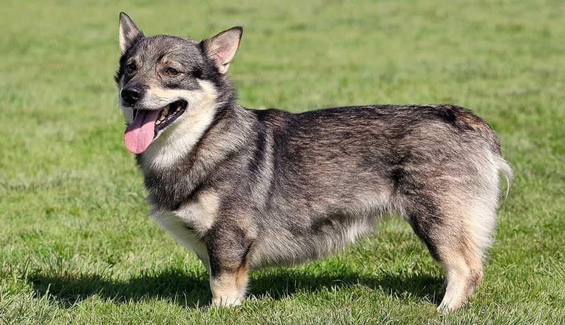 Rare Dog Breeds: 30 Rarest Dog Breed List of All Time
