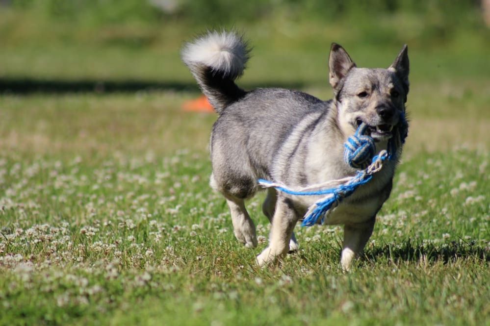 Swedish Vallhund: Appearence, Breed History and Care