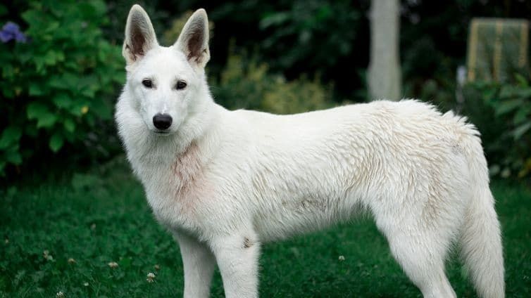 White Dog Breeds: 31 Dog Breeds With White Coat