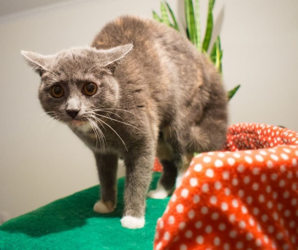 Cat Tail Language: What does it mean when a Cat Wags its Tail?