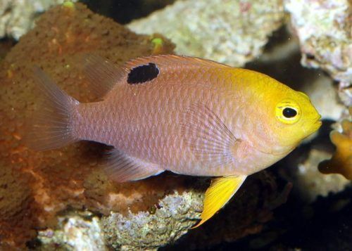 Saltwater Fish for Beginners: 15 Best Starter Fish for Saltwater Aquarium