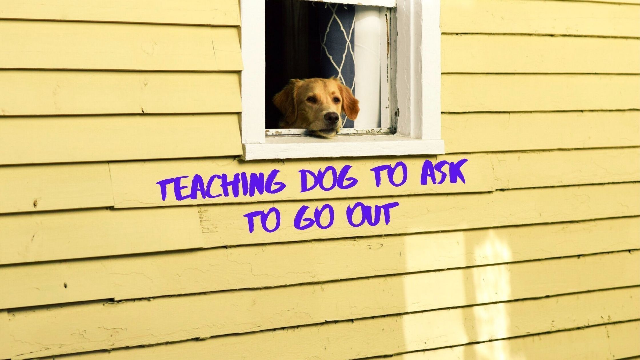 Teaching your Dog to Ask to Go Out: Train Dog to Ring Bell to Go Out