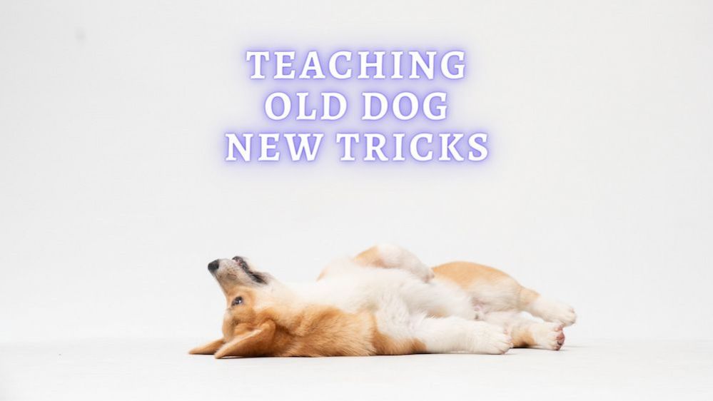 Classical Conditioning: Teaching an Old Dog New Tricks - ThePets