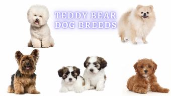 Smartest Dog Breeds: 10 Most Trainable and Intelligent Dogs